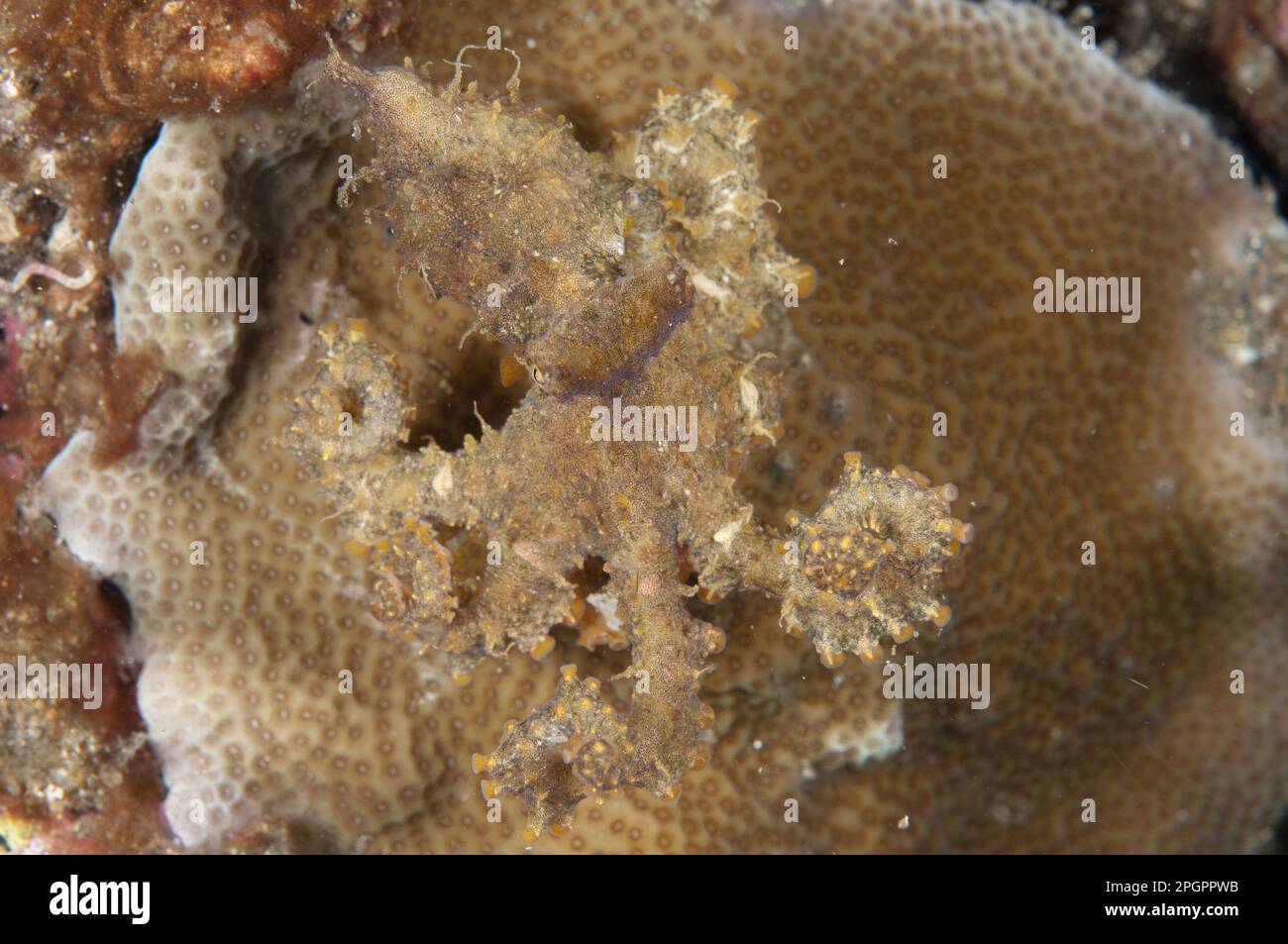 Algae Octopus (Abdopus aculeatus) adult, camouflaged on reef, Lembeh ...