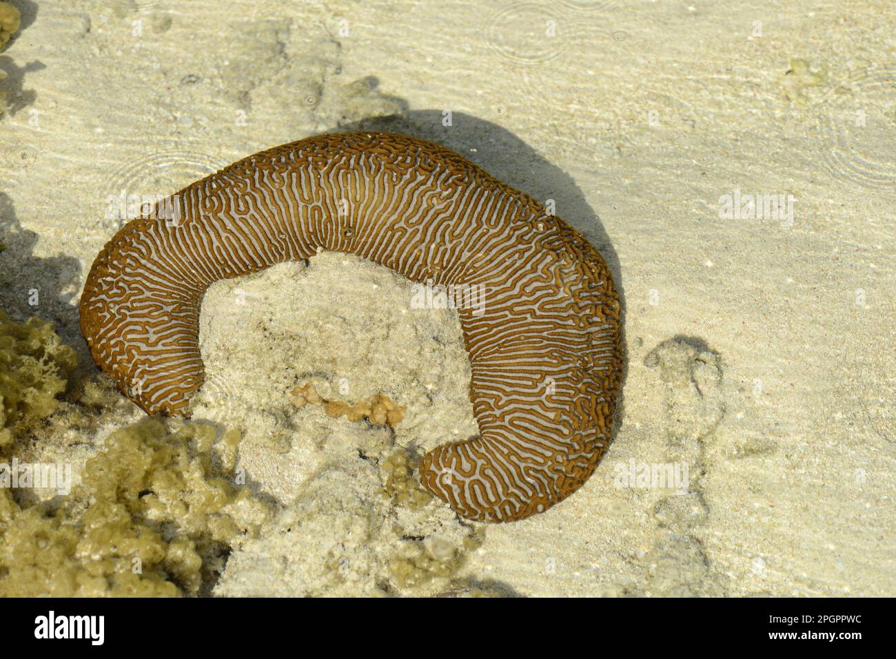 Variegated Sea Cucumber (Stichopus variegatus) adult, in shallow sea ...