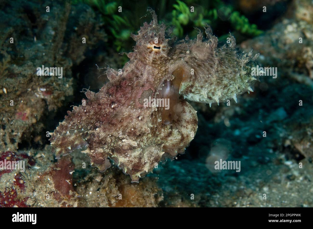 Octopus, Octopuses, Other animals, Cephalopods, Animals, Molluscs ...