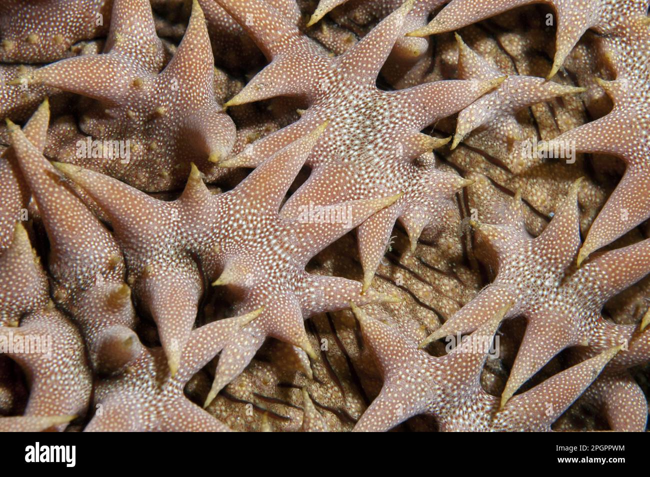Pineapple sea cucumber (Holothuroidea), Pineapple Cucumbers, Other animals, Echinoderms, Animals ...