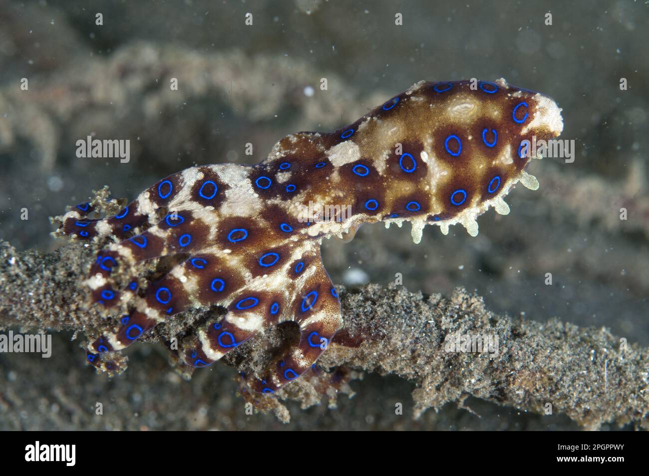 Greater Blue-ringed Octopus (Hapalochlaena lunulata) adult, on black ...