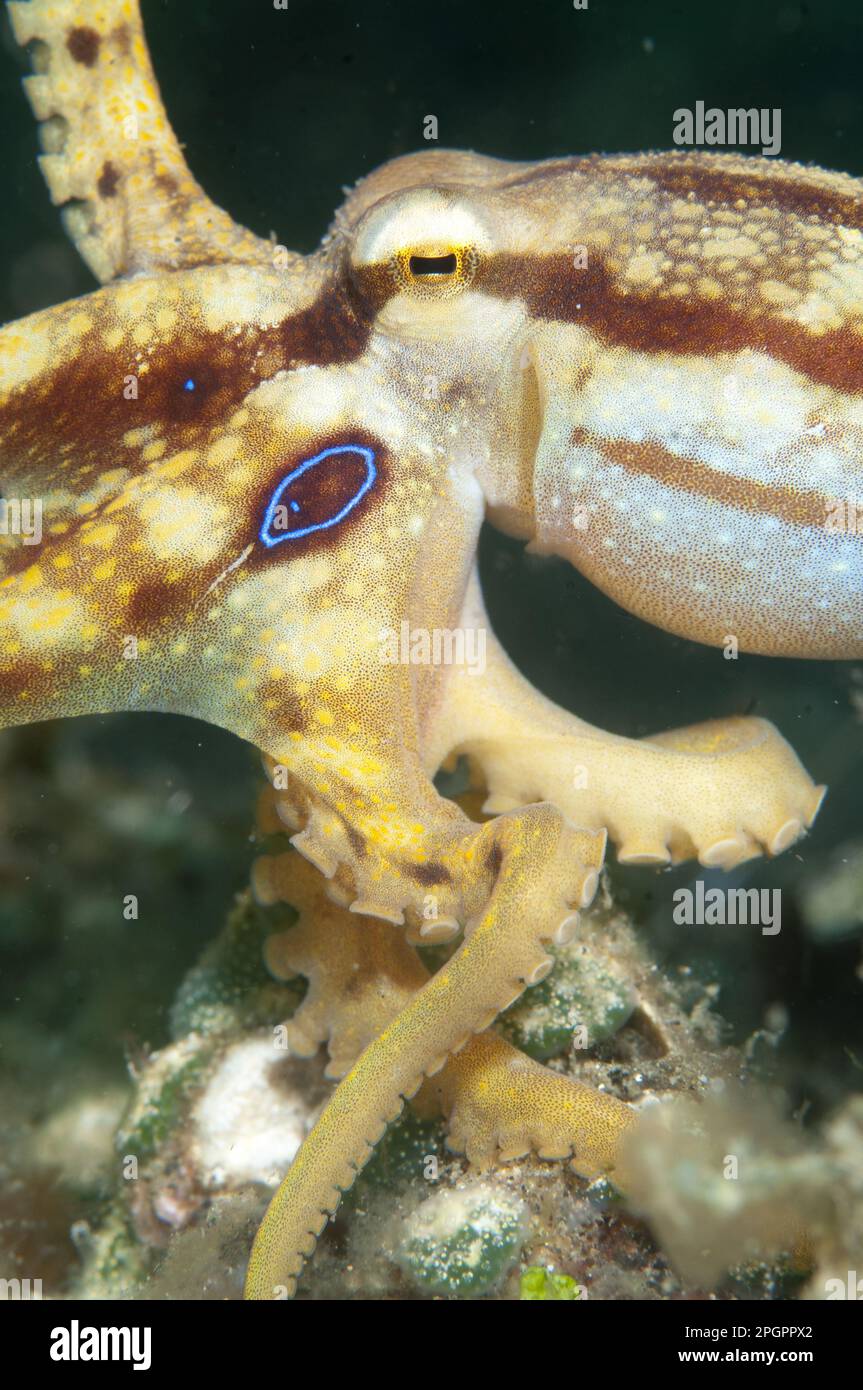 Poison Ocellate Octopus (Octopus mototi) adult, Lembeh Straits ...