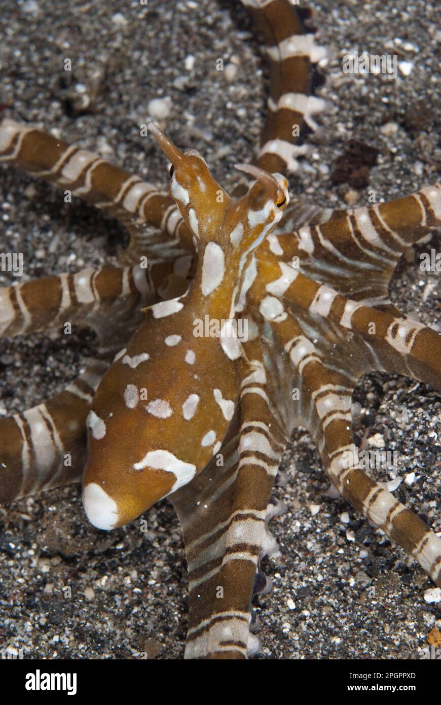 Octopus, Octopus, Octopuses, Other animals, Cephalopods, Animals ...