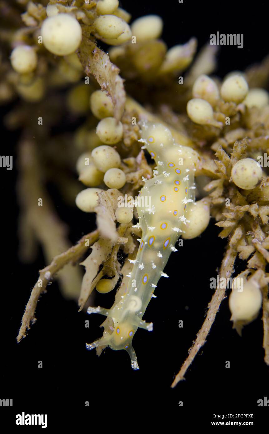 Long-tailed Sea-hare, Long-tailed Sea-hares, Other animals, Sea snails ...