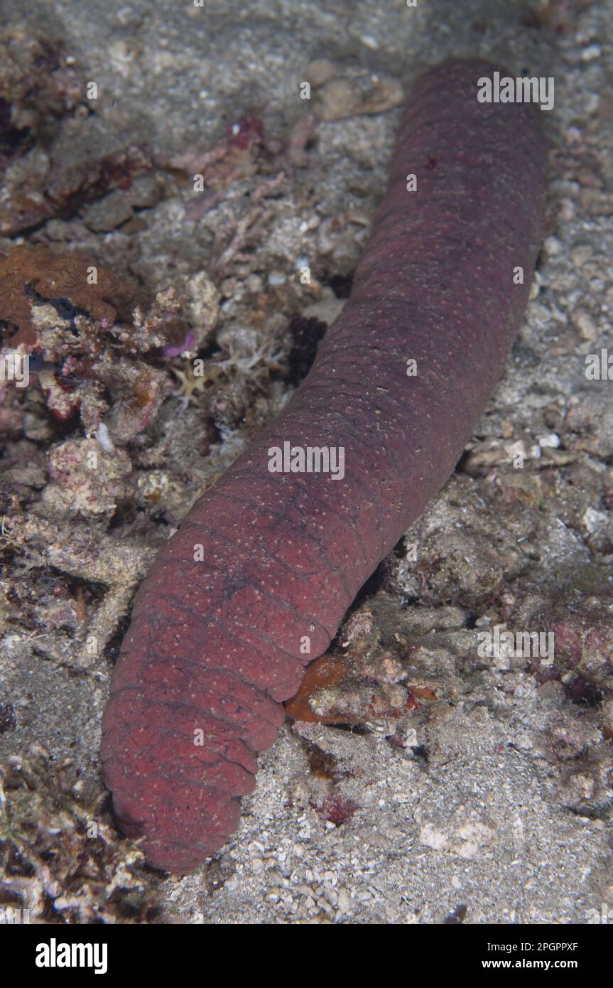 Nocturnal anglerfish (Holothuria edulis) adult, on reef at night ...
