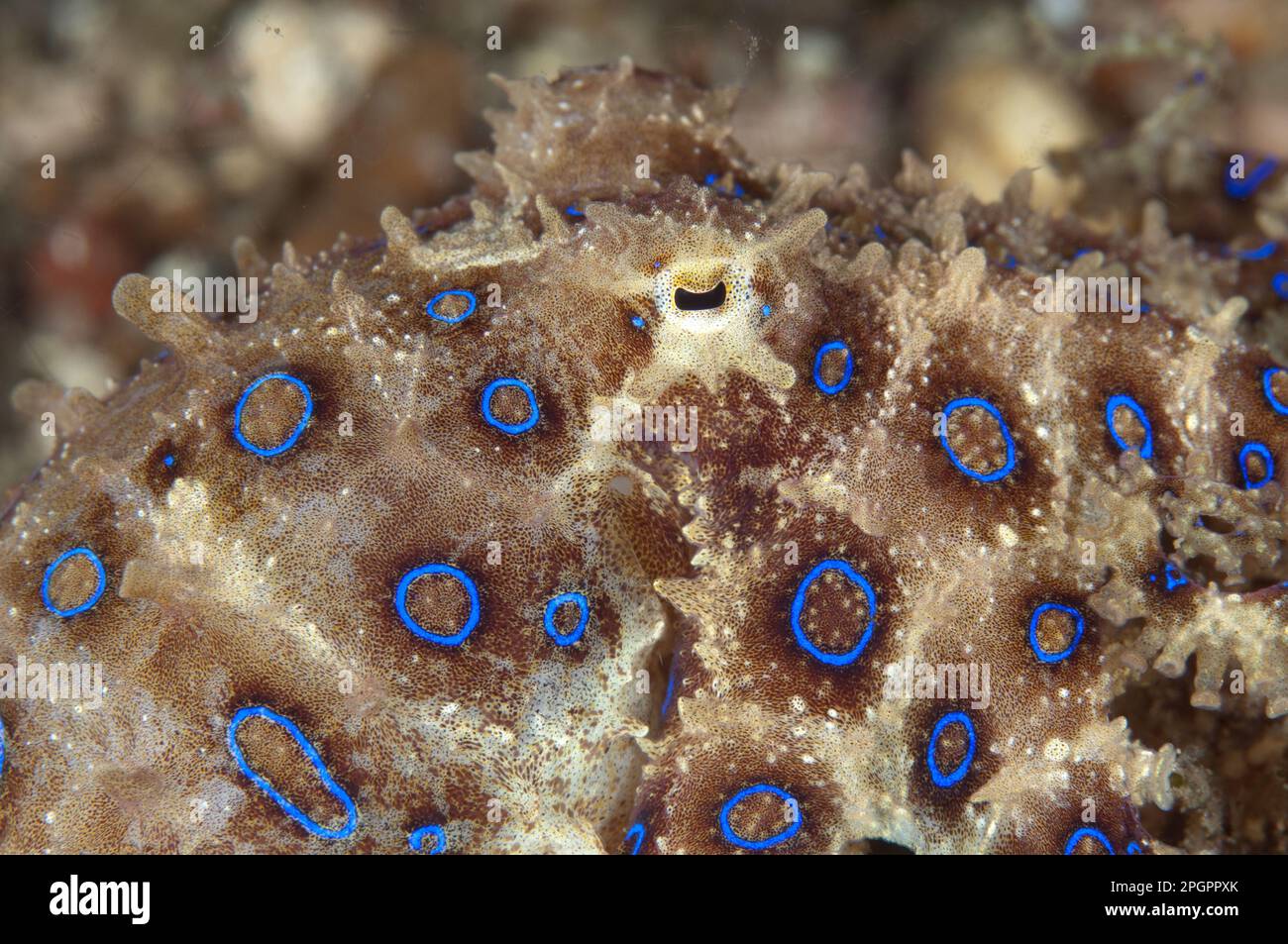 Greater Blue-ringed Octopus (Hapalochlaena lunulata) adult, close-up of ...
