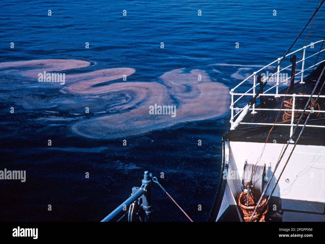 Noctiluca miliaris, sea sparkle (Noctiluca scintillans ...