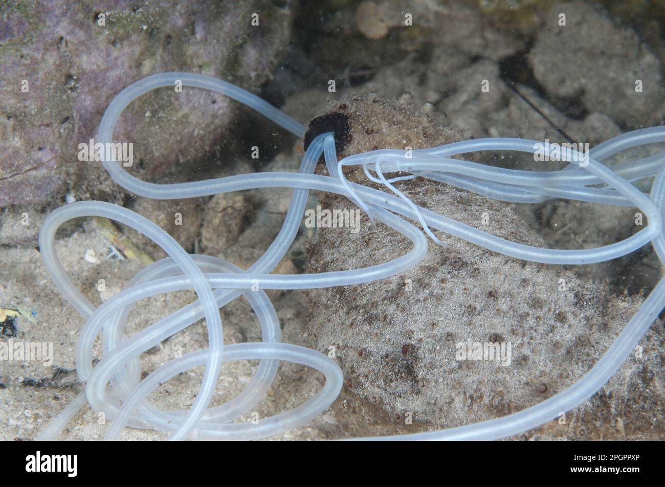 Sea cucumber (Holothuroidea sp.) adult, extruded white, sticky ...