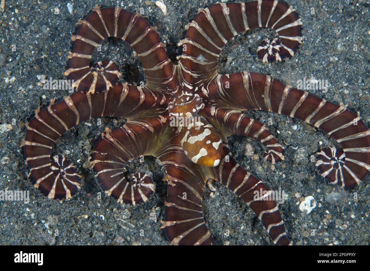 Octopus, Octopus, Octopuses, Other animals, Cephalopods, Animals ...