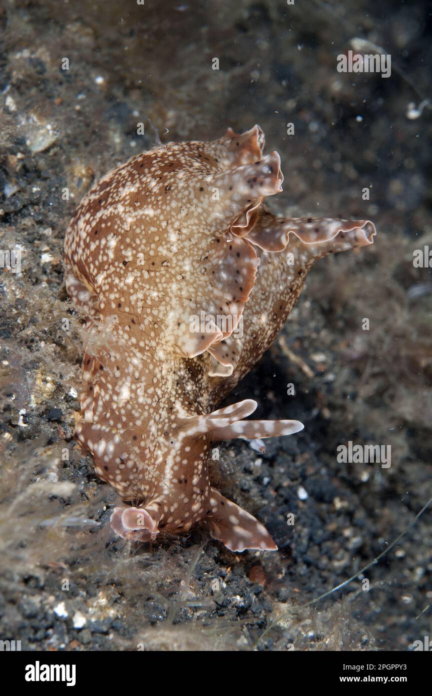 Kuroda's Sea-hare, Kuroda's Sea-hares, Other animals, Marine snails ...