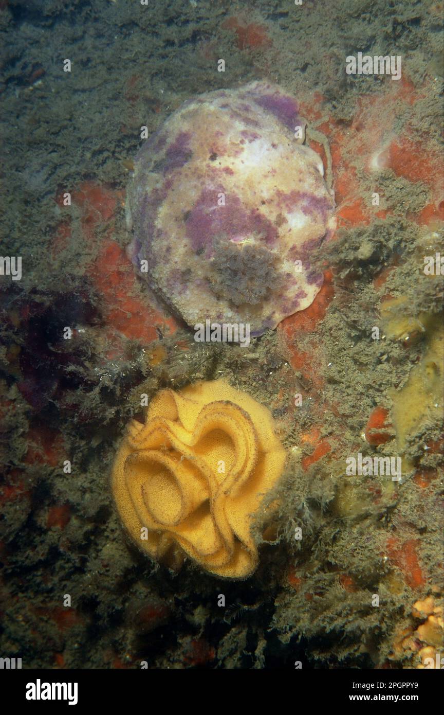 Doris pseudoargus (Archidoris pseudoargus), Sea-lemons, Other animals ...