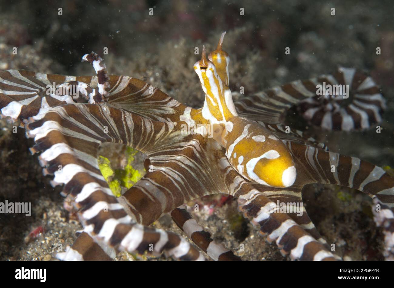 Octopus, Octopus, Octopuses, Other animals, Cephalopods, Animals ...