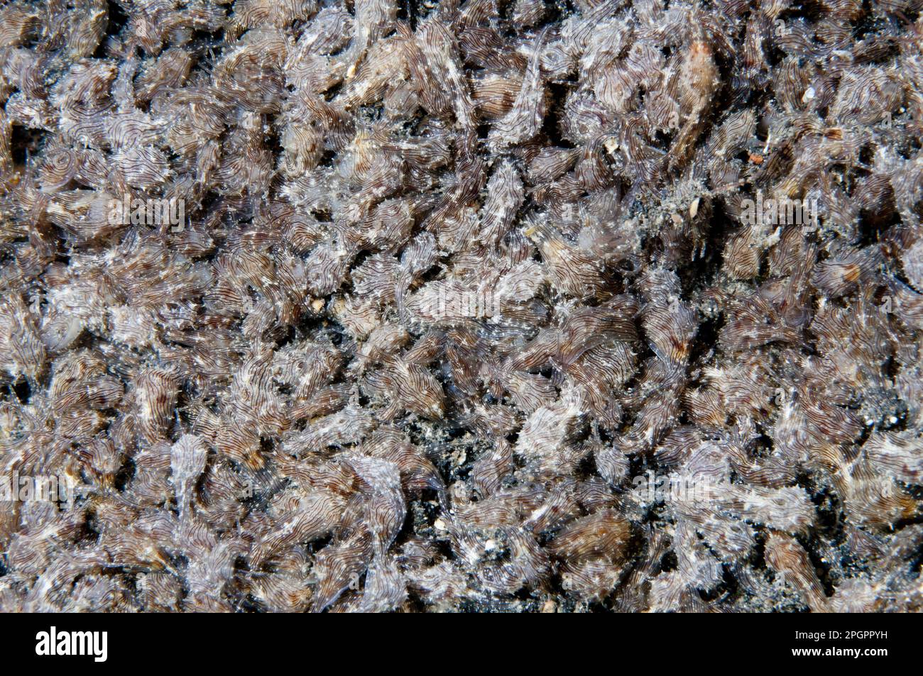 Sea hare, Sea hares, Other animals, Sea snails, Snails, Animals ...