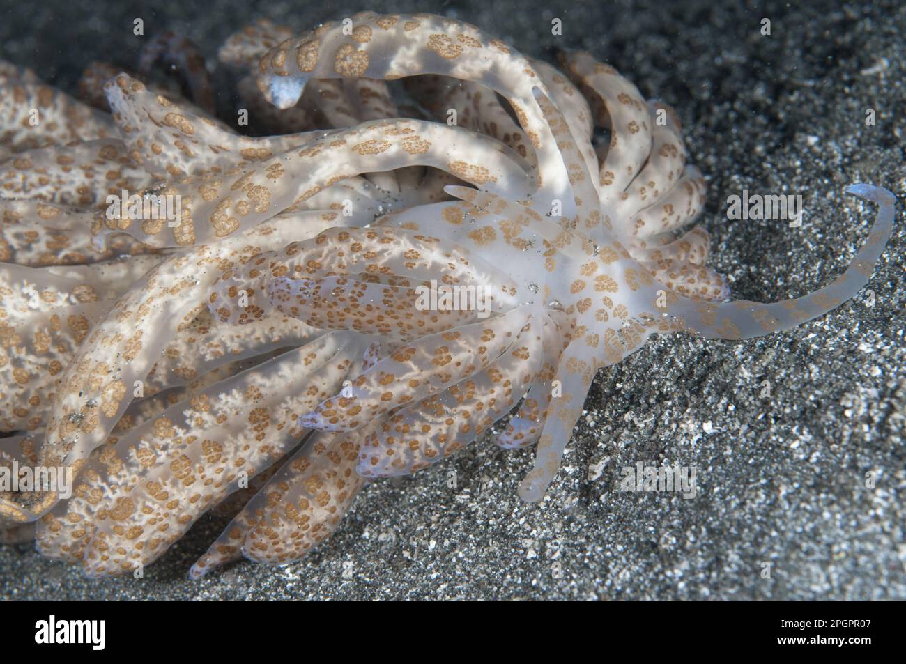 Gastropods molluscs hi-res stock photography and images - Alamy