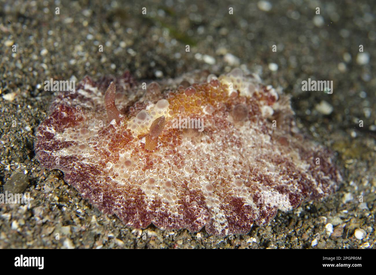 Other animals, Marine snails, Snails, Animals, Molluscs, Schmeltz ...