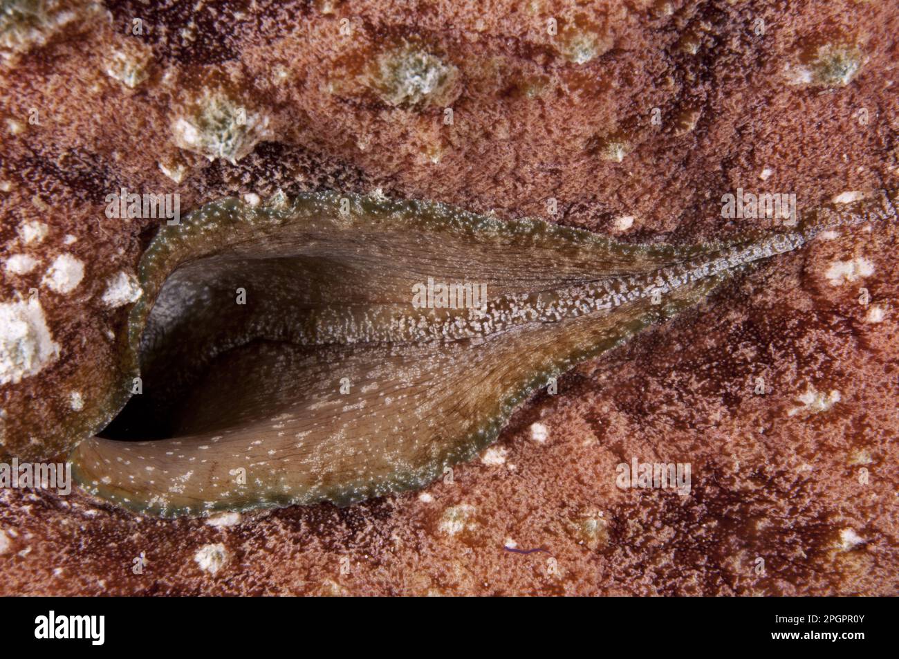 Sea hare, Sea hares, Other animals, Sea snails, Snails, Animals ...