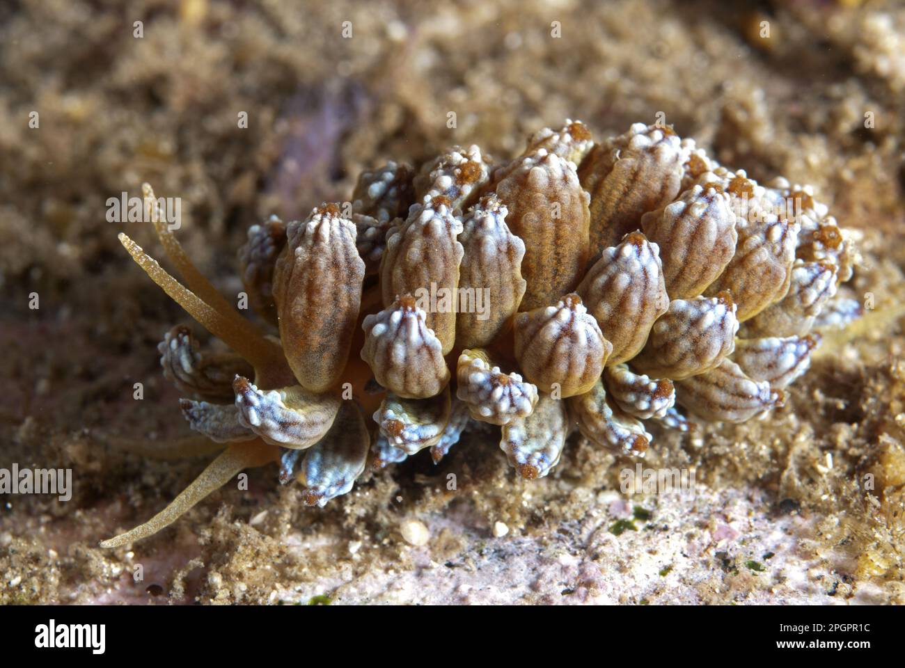 Other animals, Marine gastropods, Snails, Animals, Molluscs, Lizar ...