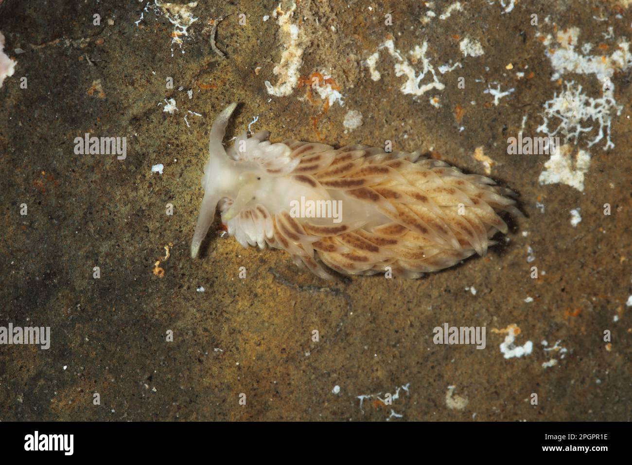 Other animals, Marine gastropods, Snails, Animals, Molluscs, Seaslug ...