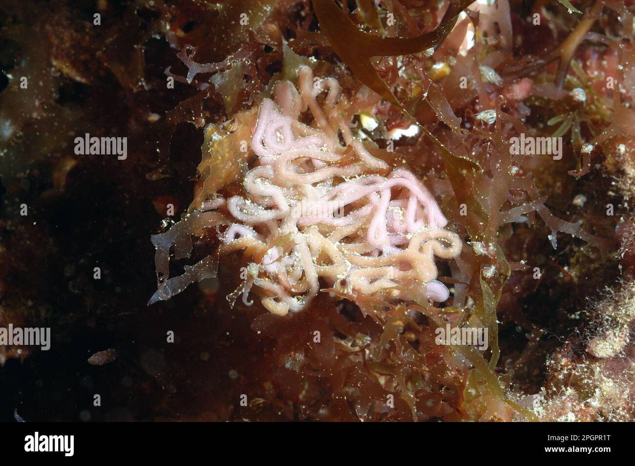Sea-hare (Aplysia punctata) eggs, Dorset, England, United Kingdom Stock ...