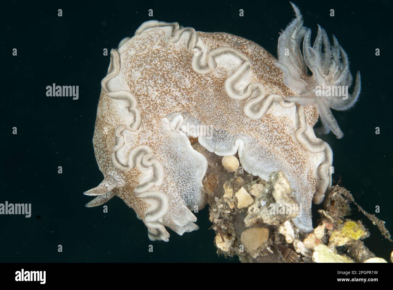 Magnificent star snail, Magnificent star snails, Other animals, Marine ...