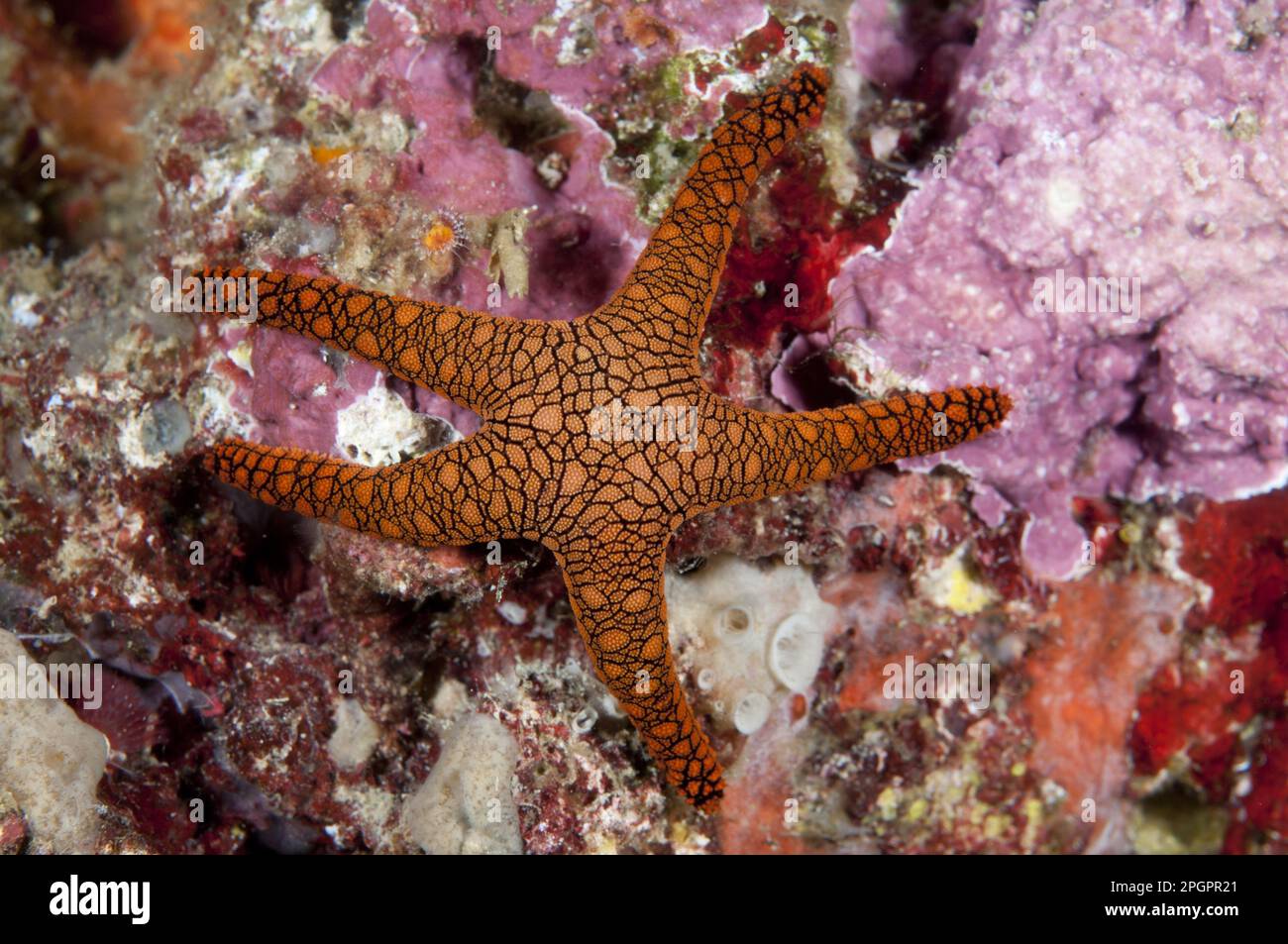 Fromia indica hi-res stock photography and images - Alamy