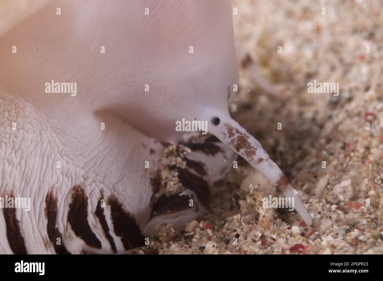 Other animals, Marine gastropods, Snails, Animals, Molluscs, Shell ...