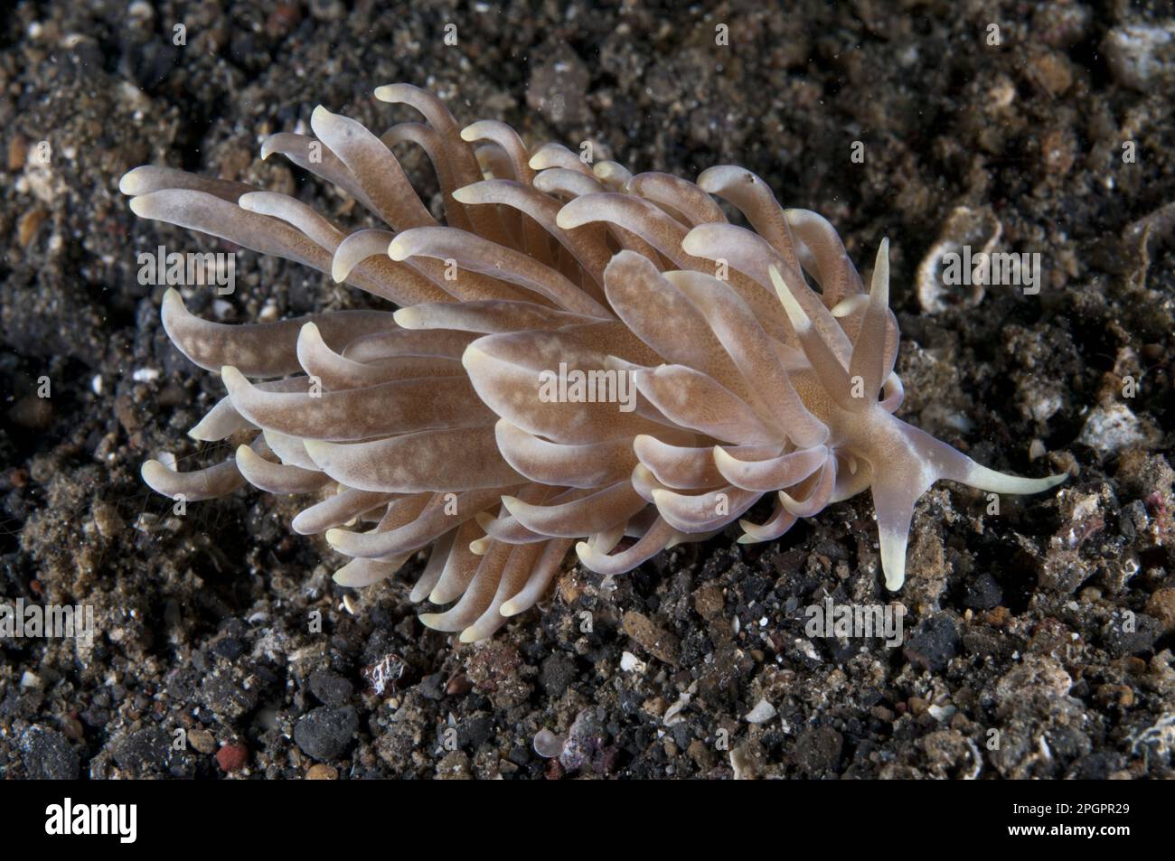 Cryptic Phyllodesmium Seaslug adult, on seabed, Lembeh Straits ...