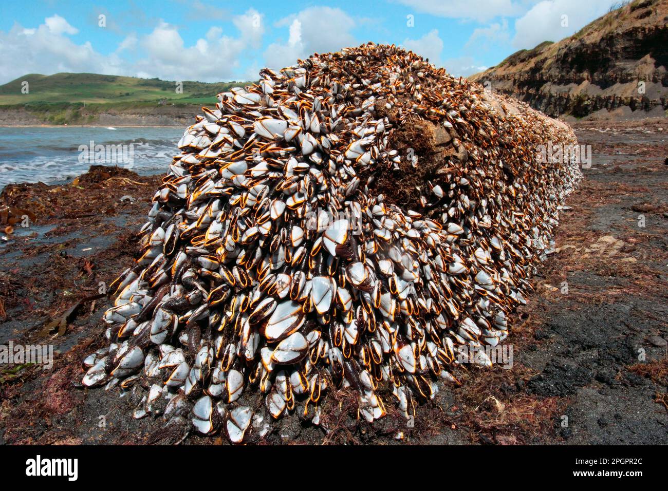 Barnacle, smooth gooseneck barnacle (Lepas anatifera), Other animals ...