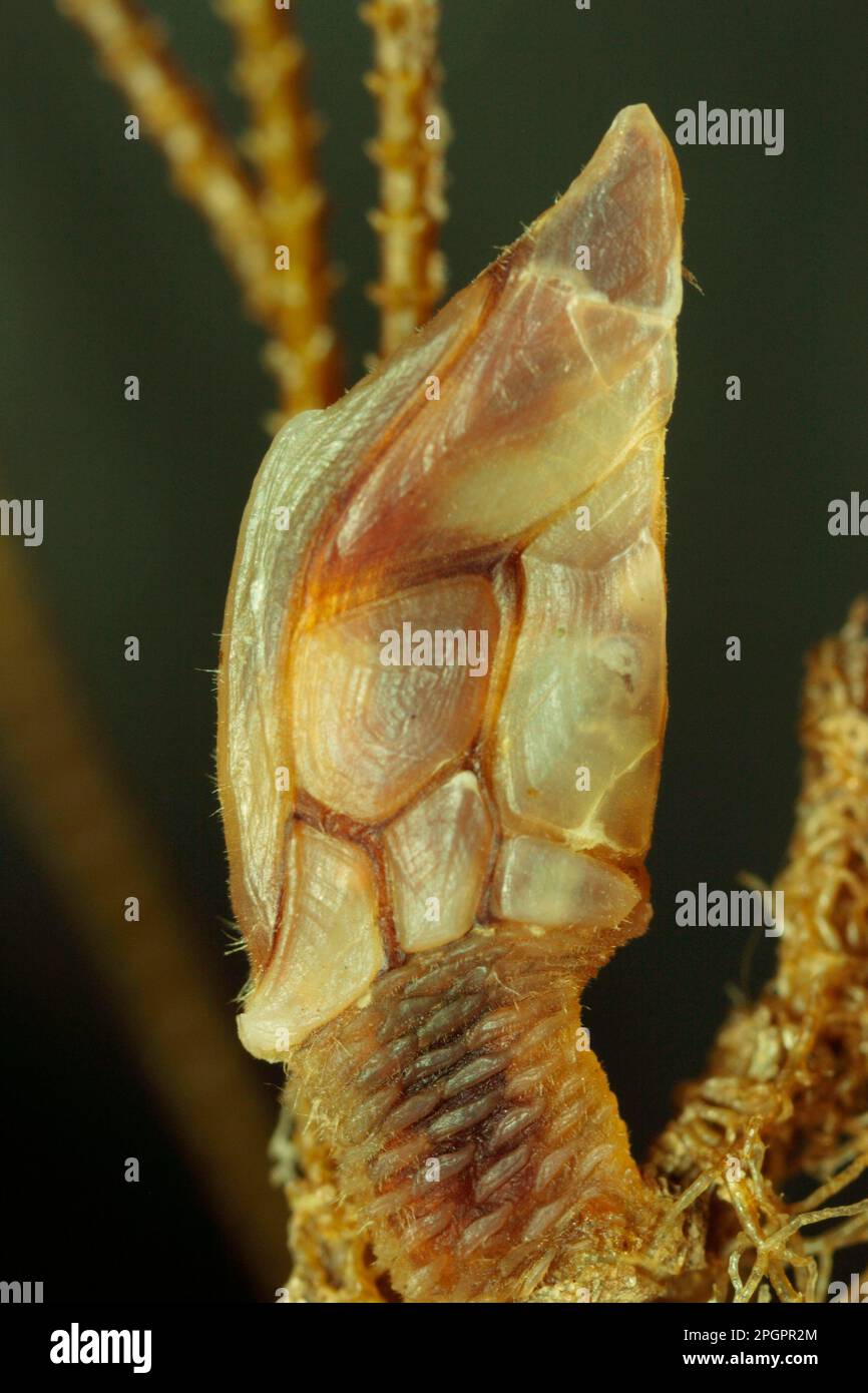 Other animals, Crustaceans, Crustaceans, Animals, Scalpellid Barnacle ...
