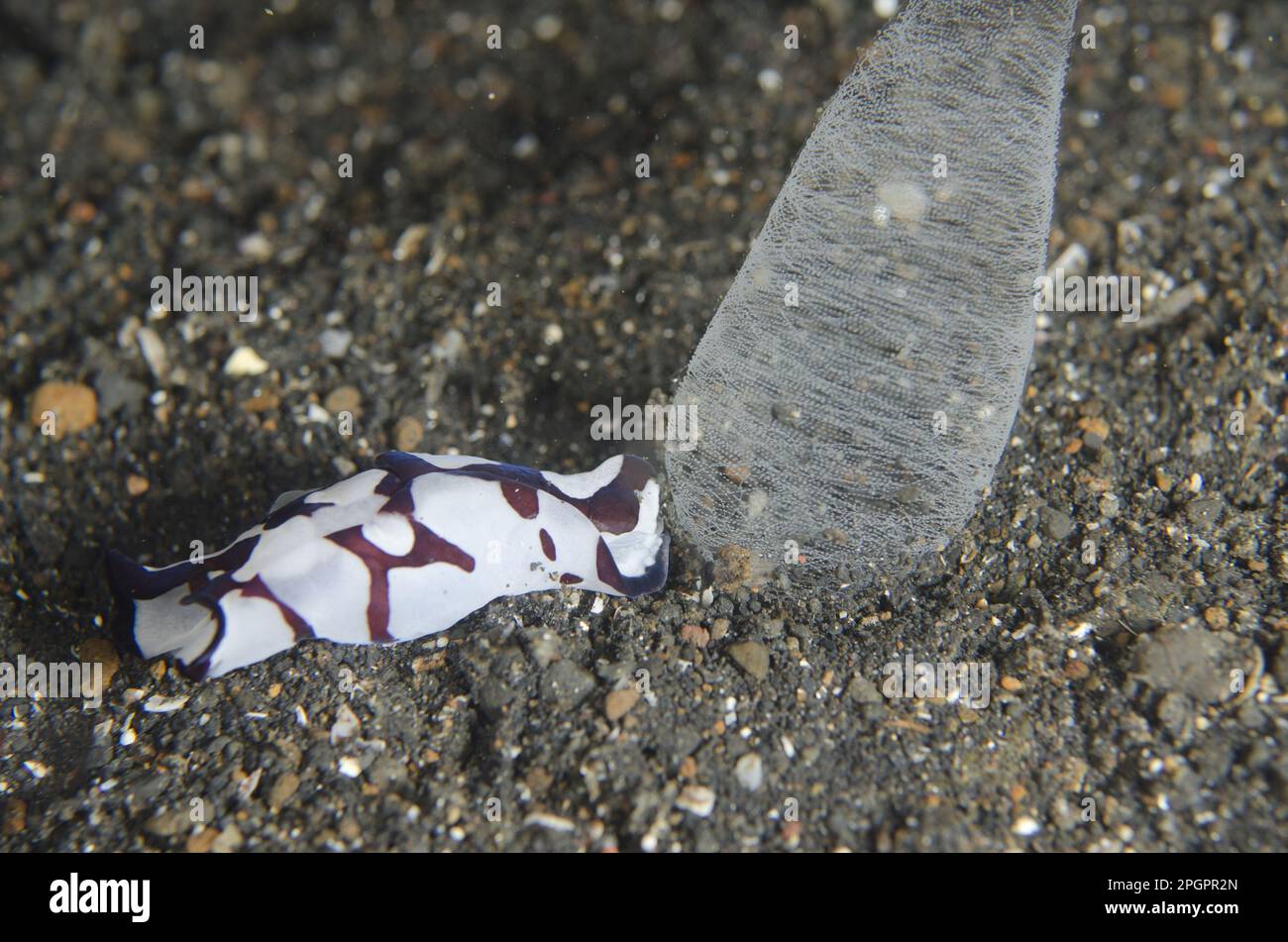 Pilsbry's Headshield Slug, Pilsbry's Headshield Slugs, Other Animals ...