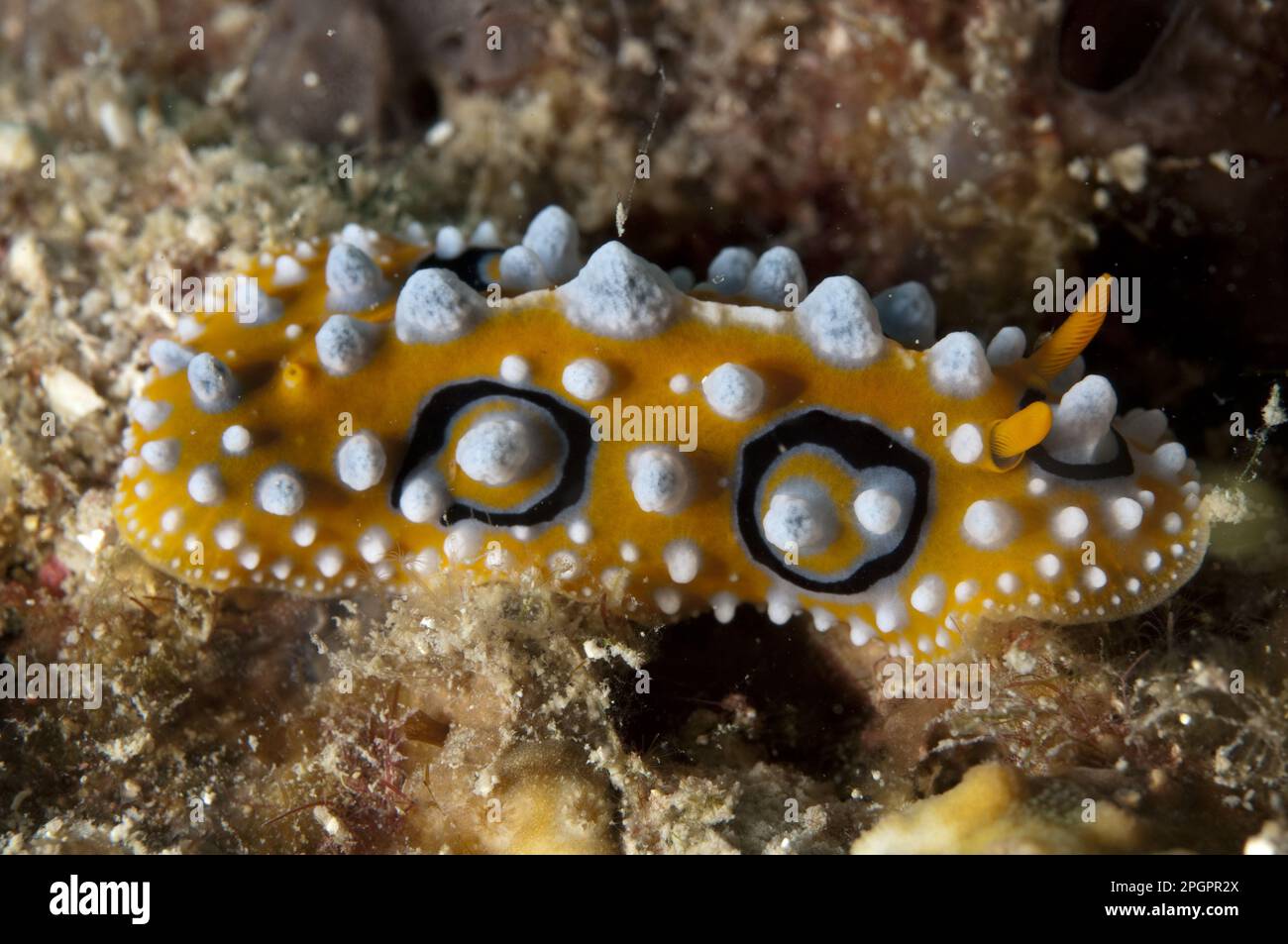 Other animals, Marine snails (Phyllidia ocellata), Snails, Animals ...