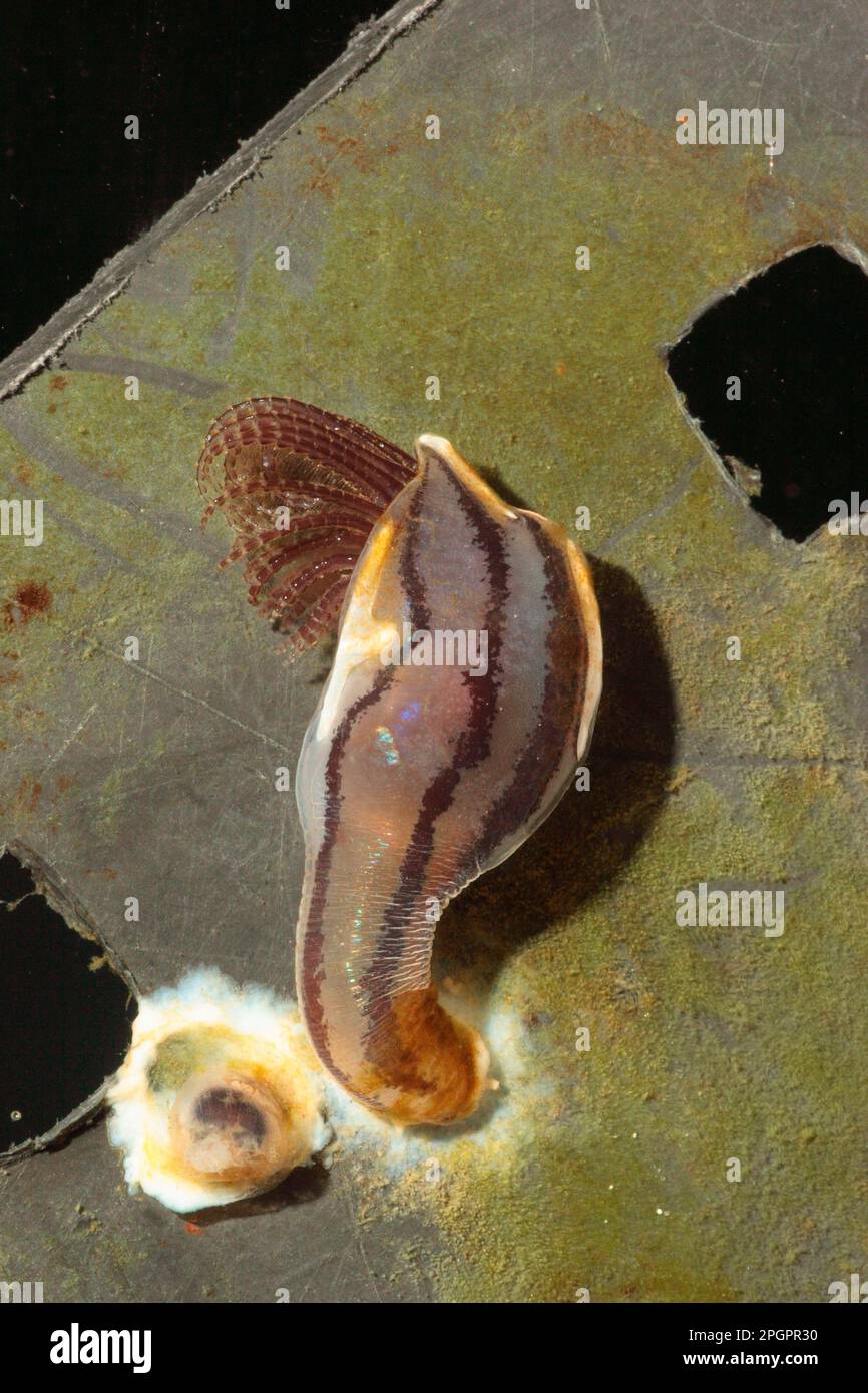 Goose barnacles underwater hi-res stock photography and images - Alamy