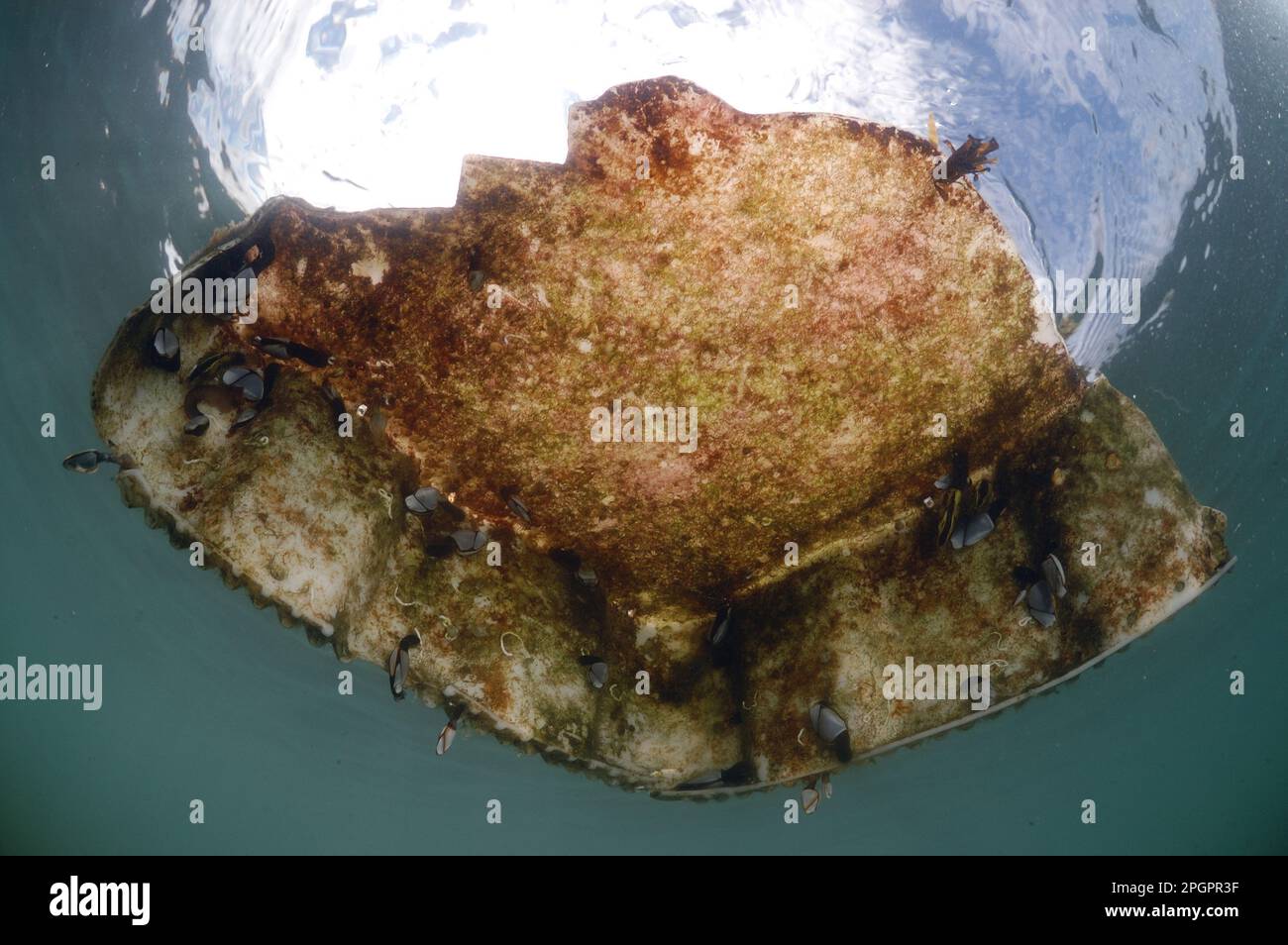 Barnacle, smooth gooseneck barnacle (Lepas anatifera), Other animals ...