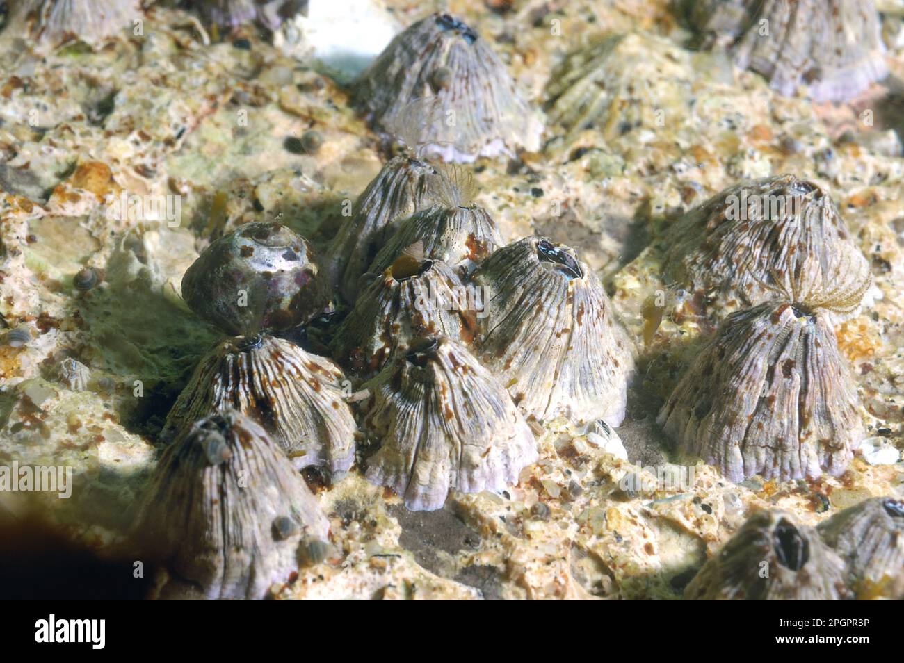 Southern barnacle, Southern barnacles, Other animals, Crustaceans ...
