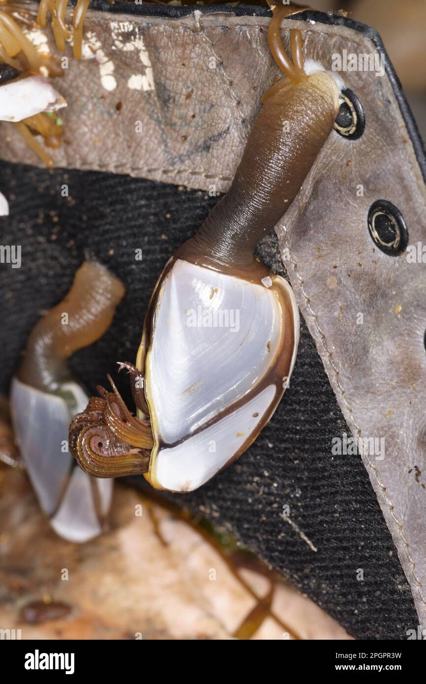 Barnacle, smooth gooseneck barnacle (Lepas anatifera), Other animals ...
