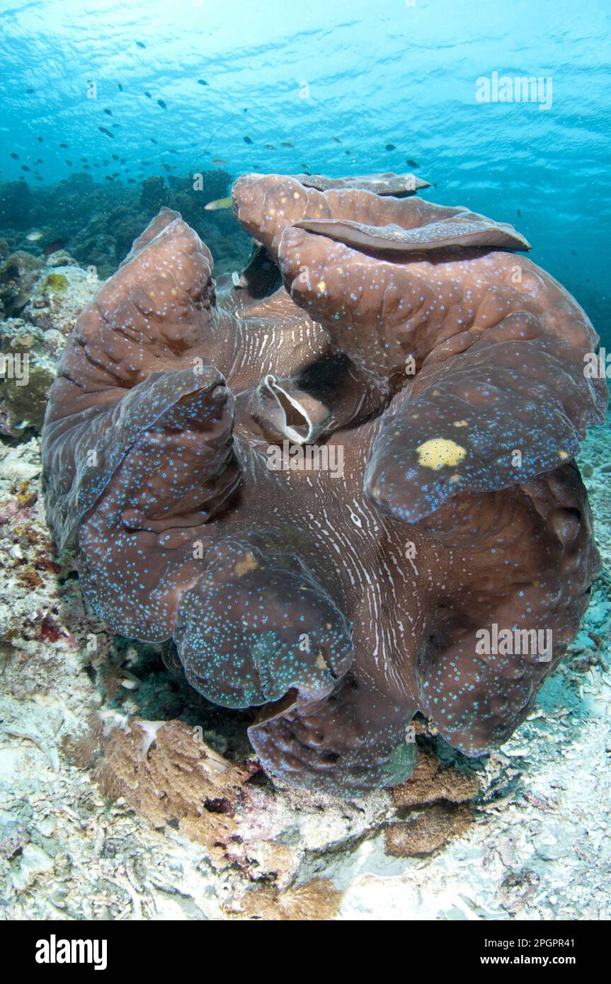 Fluted fluted giant clams (Tridacna squamosa), Other animals, Shells ...