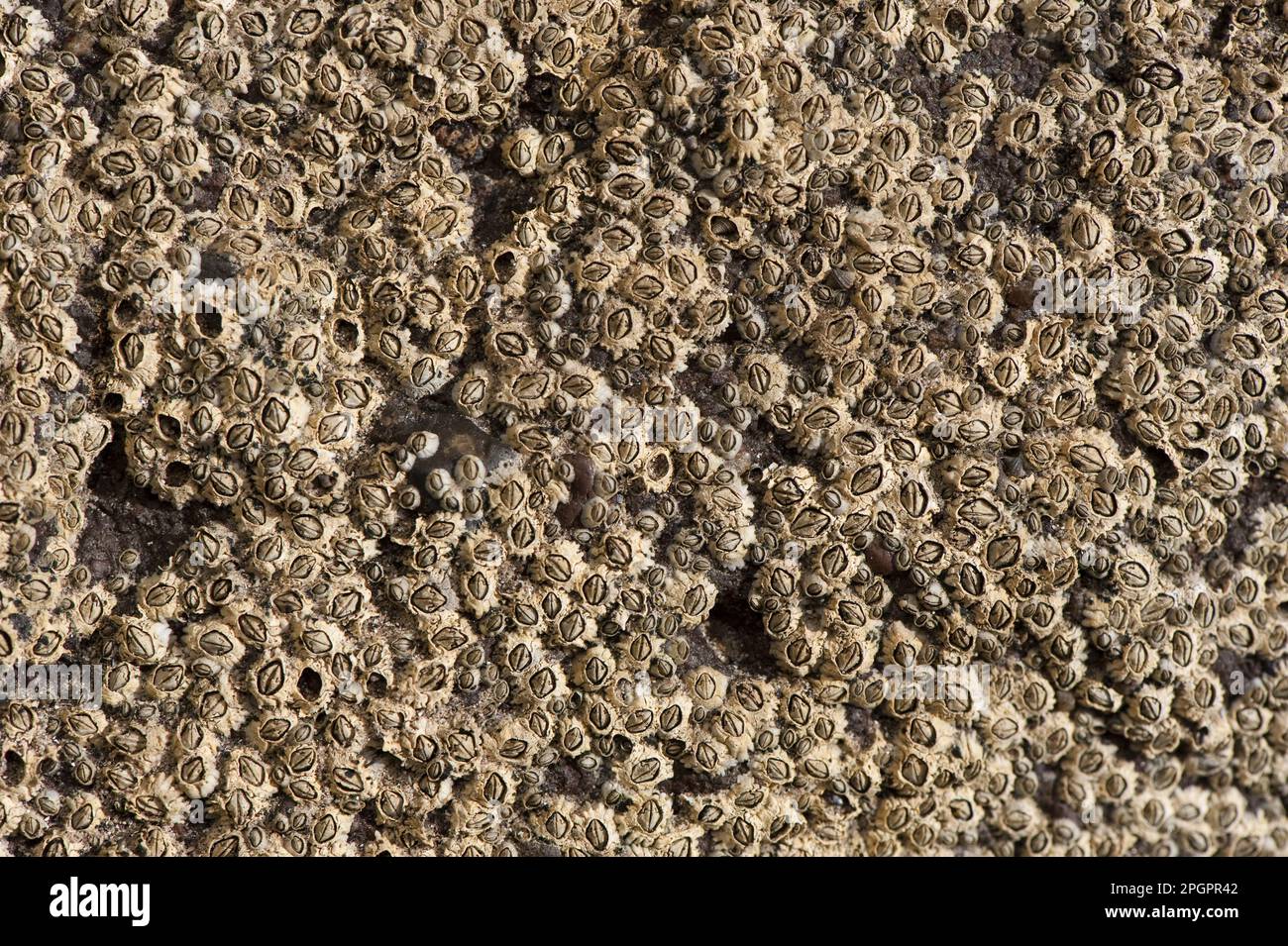Acorn Barnacle (Semibalanus balanoides) mass, on rock in sea loch at ...