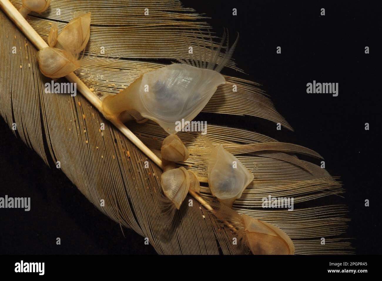 Adult goosander (Lepas pectinata) and buoyant barnacle (Dosima ...