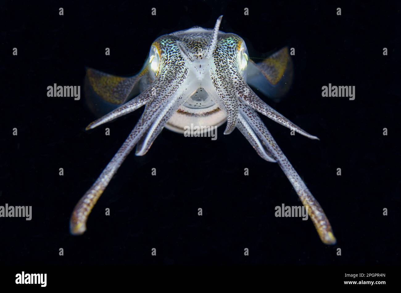 Bigfin reef squid (Sepioteuthis lessoniana), Other animals, Cephalopods ...
