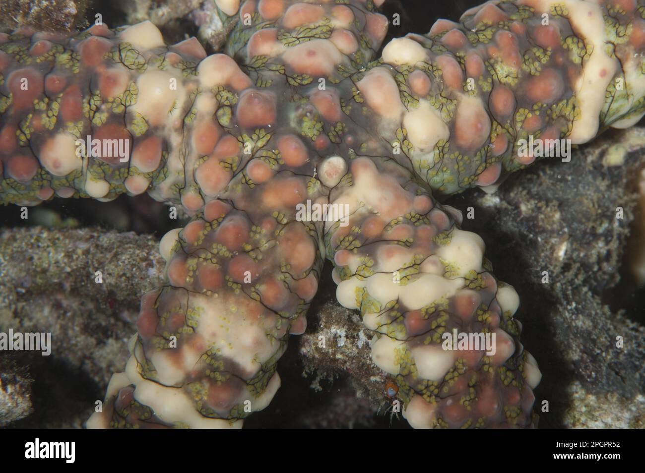 Sea star starfish australia hi-res stock photography and images - Alamy