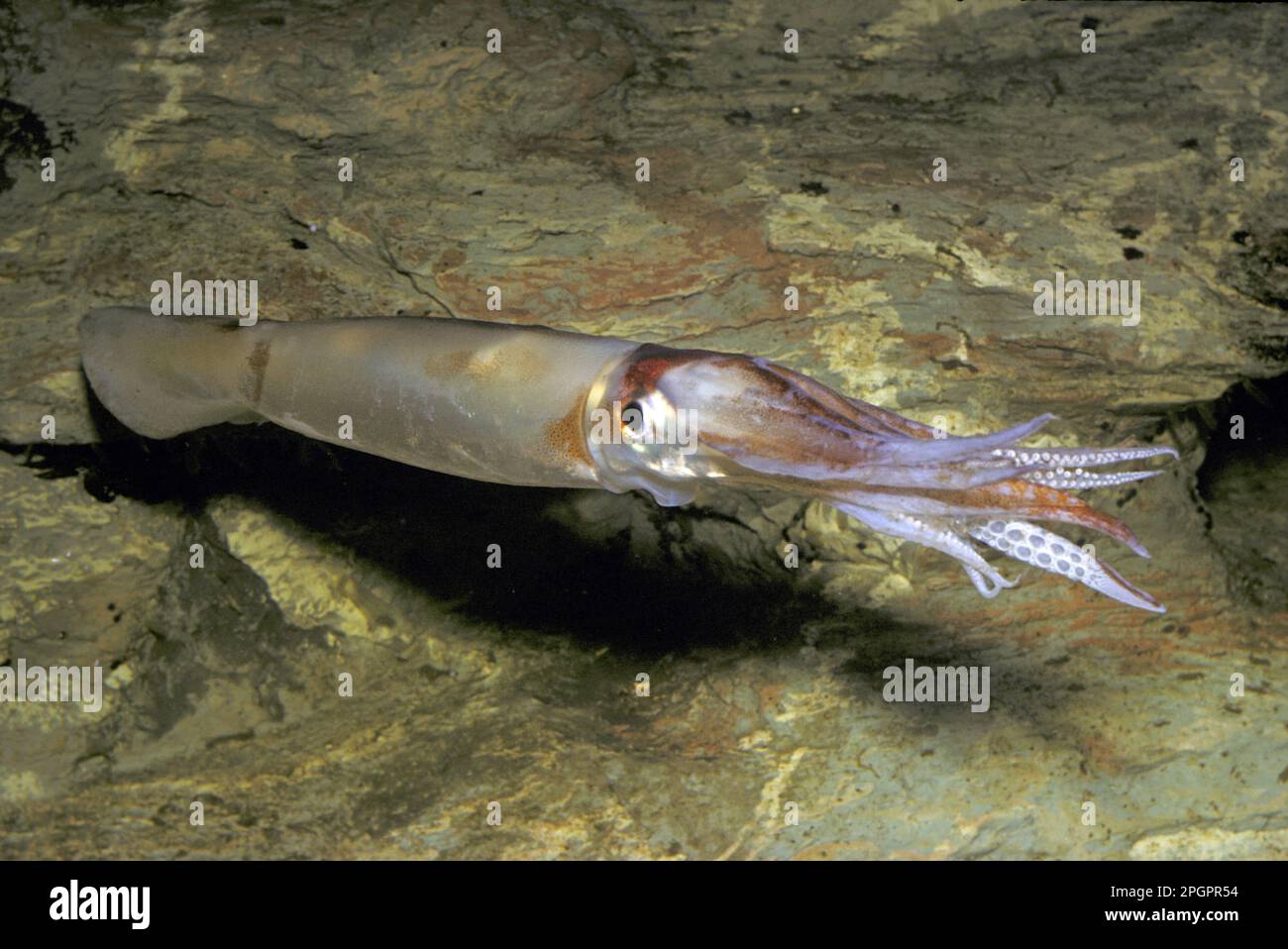 Shortfin squid hi-res stock photography and images - Alamy
