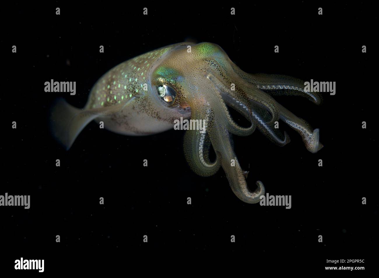 Bigfin reef squid (Sepioteuthis lessoniana), Other Animals, Cephalopods ...