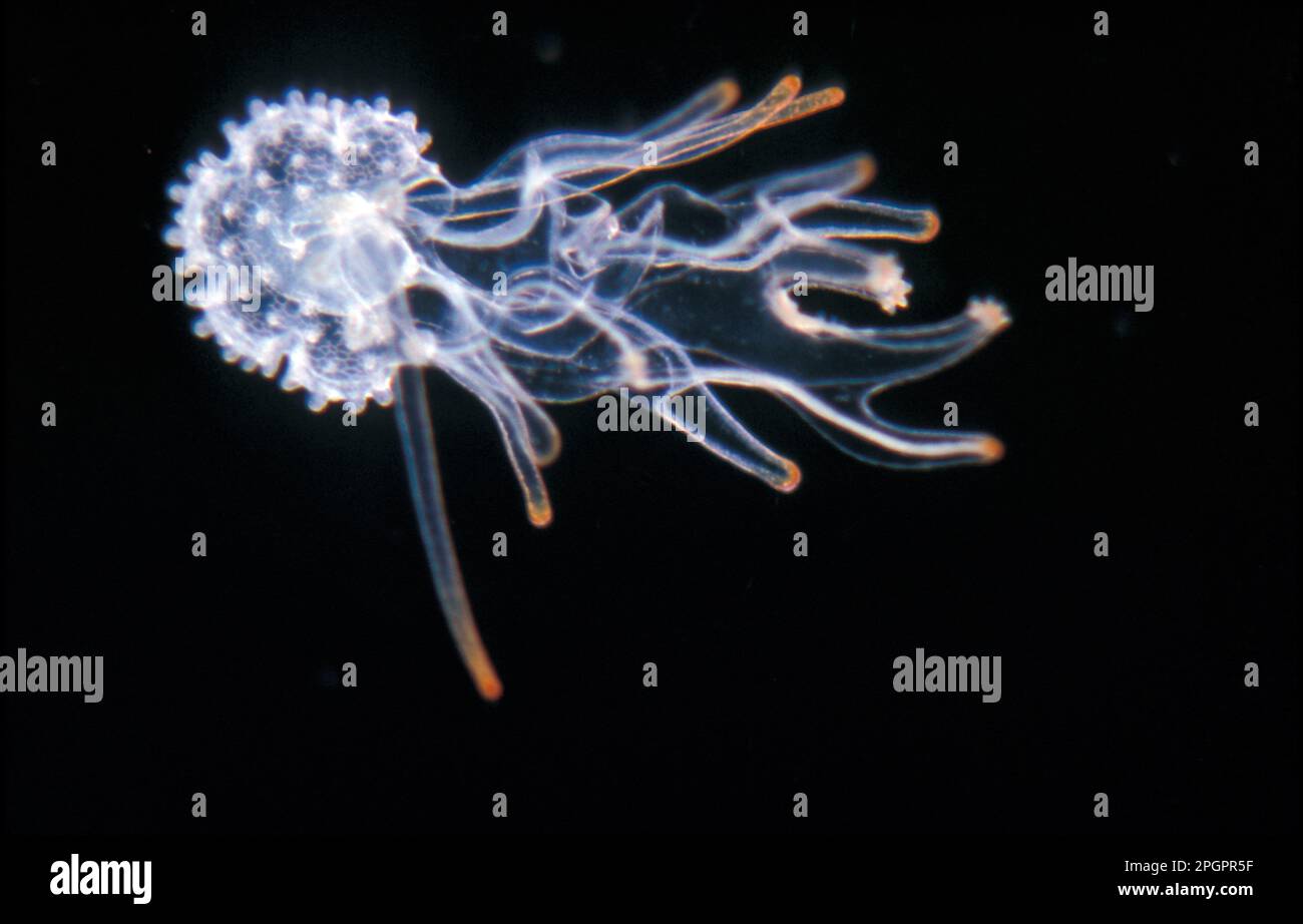 Starfish brachiolaria larva hi-res stock photography and images - Alamy