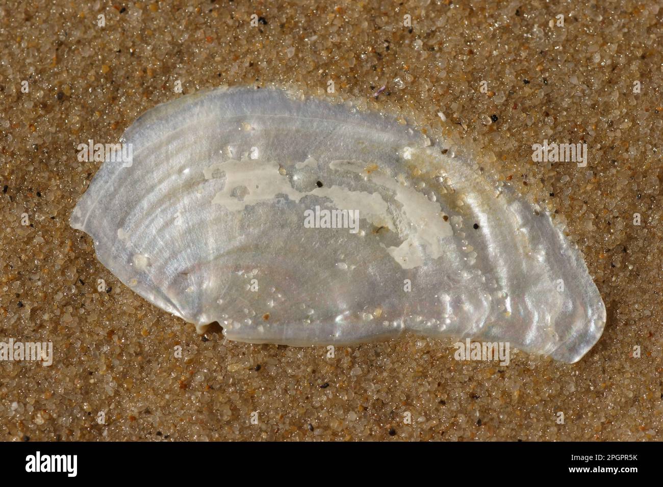 Pandora inaequivalvis hi-res stock photography and images - Alamy