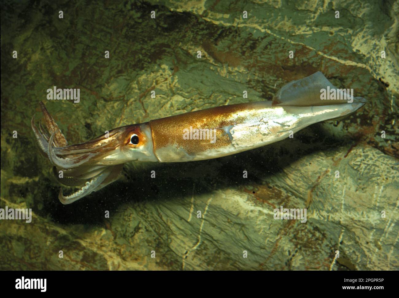 Squid, Cuttlefish, Squid, Other animals, Cephalopods, Animals, Molluscs ...