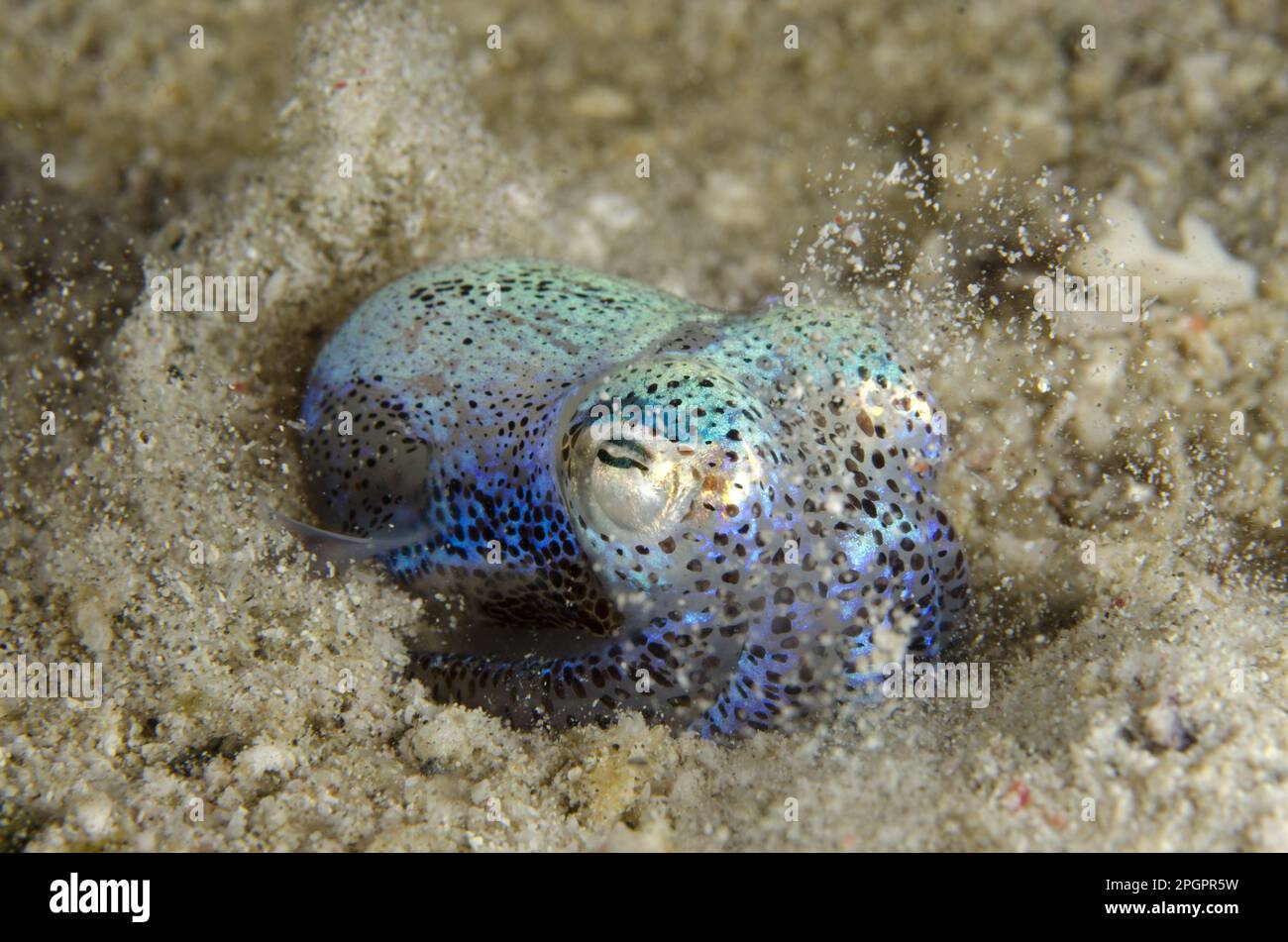 Hummingbird bobtail squids (Euprymna berryi), Other animals ...