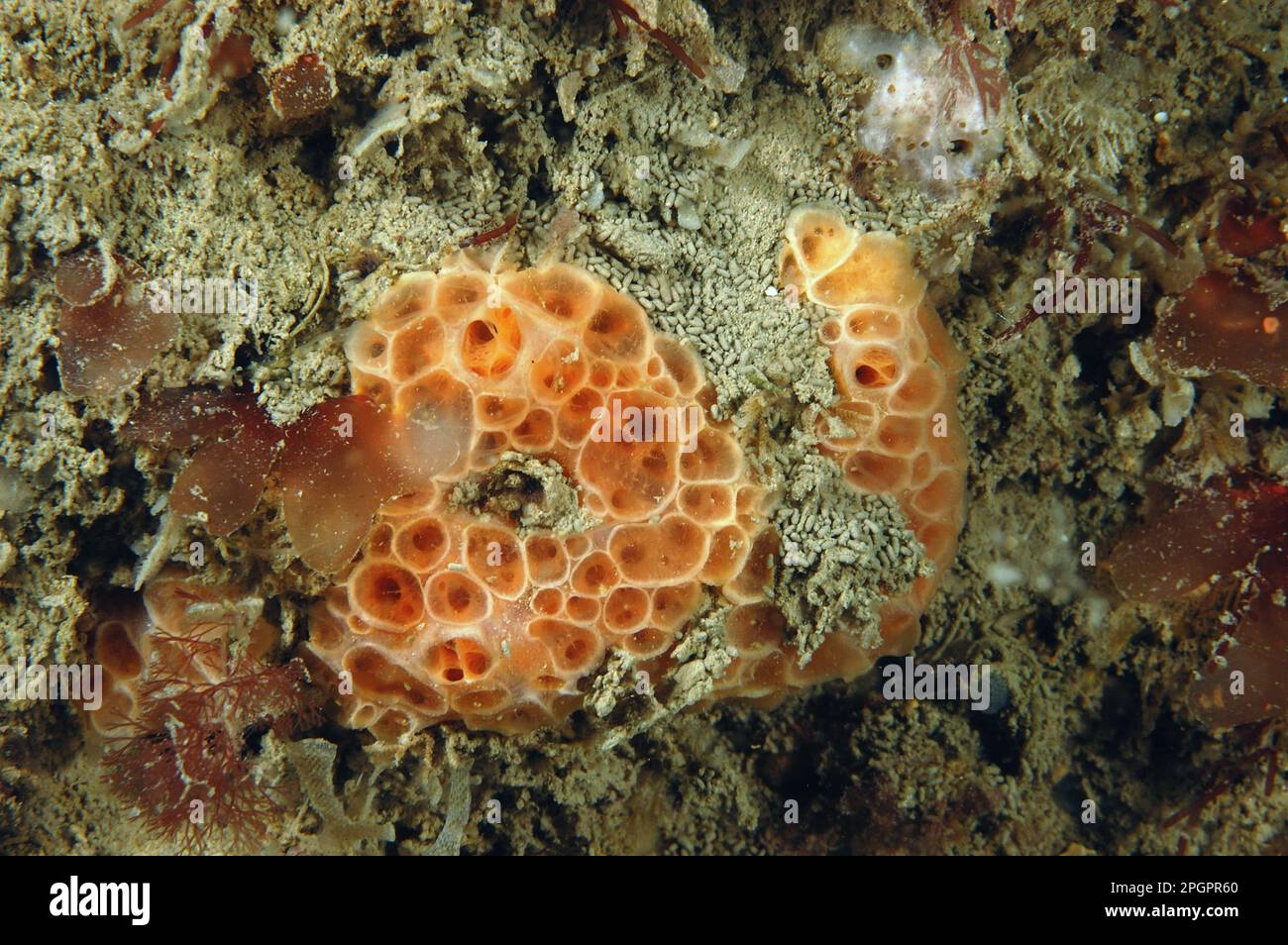Crater Sponge (Hemimycale columella) underwater on rocky reef, Weymouth ...