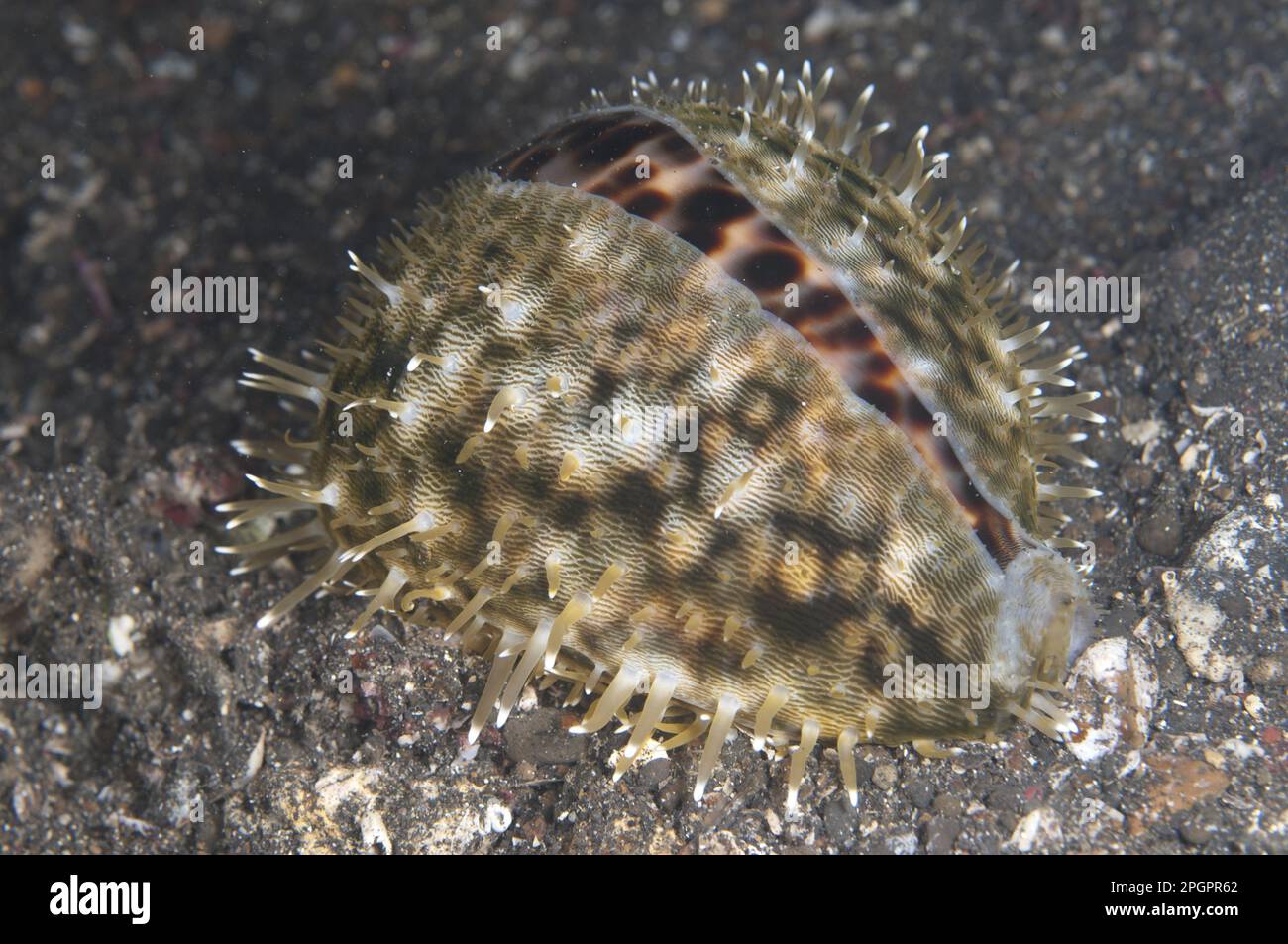Tiger Cowrie, Tiger Slugs, Cowries, Other Animals, Marine Slugs, Snails ...