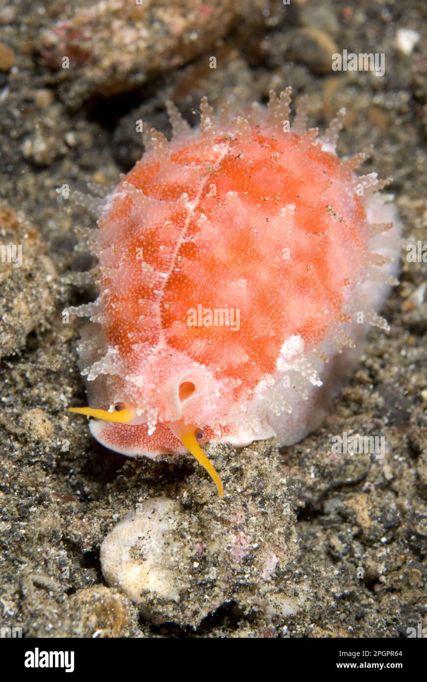 Cowrie, Cowries, Other animals, Marine snails, Snails, Animals ...