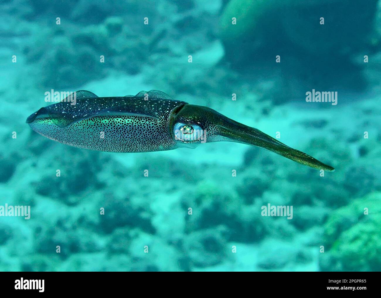 Caribbean Reef Squid, Caribbean Reef Squid, Other Animals, Cephalopods ...